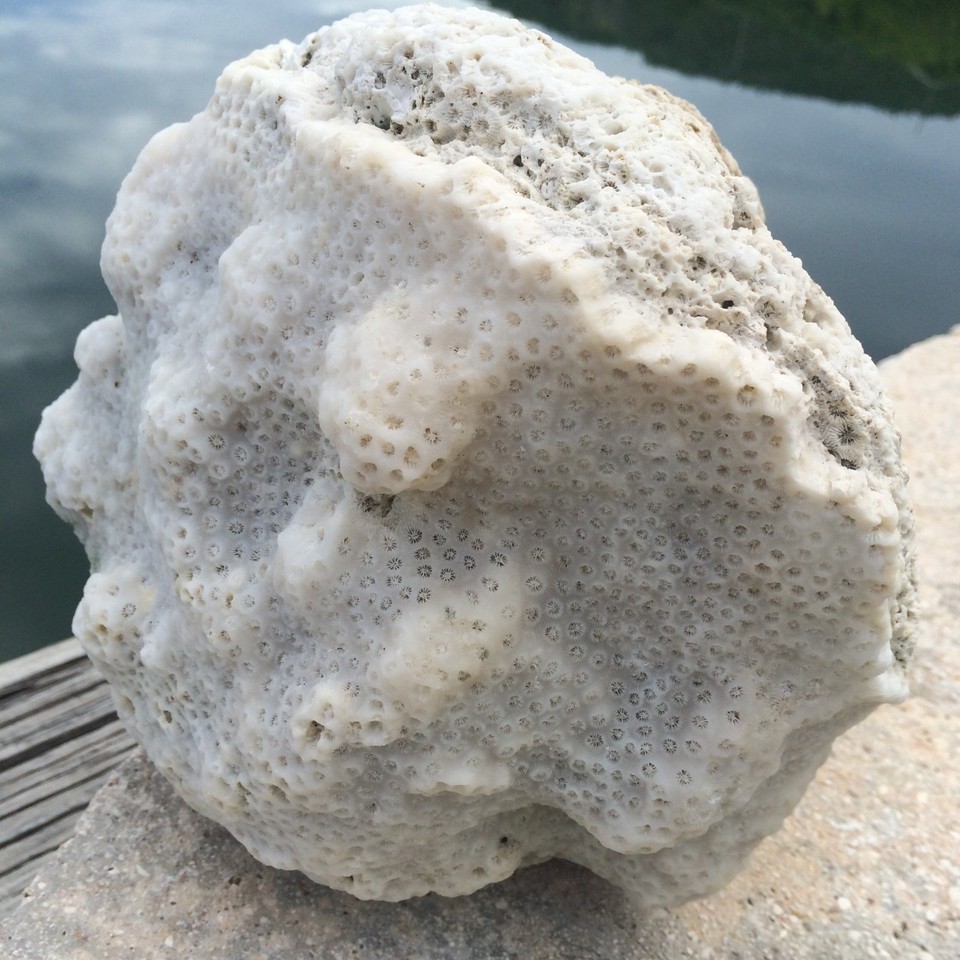 Natural LARGE Caribbean HEAVY Coral Fossil, Ocean Salt Water Heavy ...