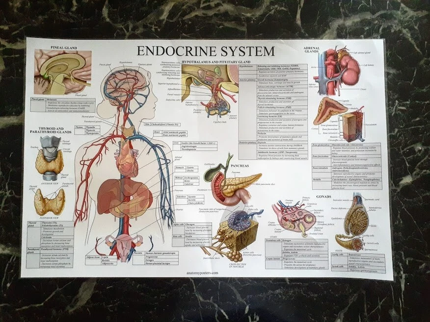 Endocrine System Chart Kids