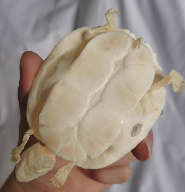 Turtle Skeleton Real Animal Bones Fine Art Work Tortoise Specimen ...