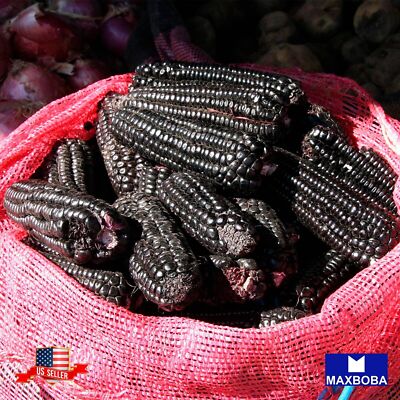 Fresh!! Blue Hopi Seeds Corn Non-GMO Heirloom Vegetable | eBay