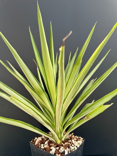 Yucca cv. 'Moonlight' Variegated HYBRID - Rare Succulent Rooted Plant ...