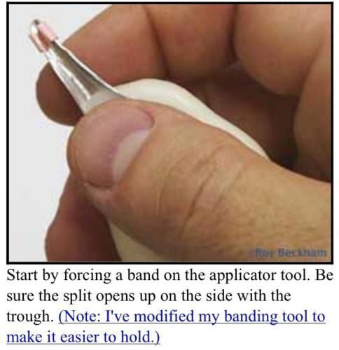 100 Split Bird Leg rings Canary Leg Bands Finch Leg Bands 2.5mm New | eBay