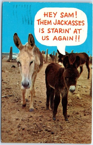 Postcard - Hey Sam ! Them Jackasses Is Starin' At Us Again !! - Sam and ...