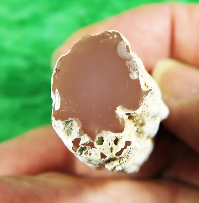 Petrified Wood – Pink Chalcedony Limb Cast- Texas Springs, NV | eBay