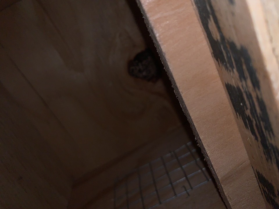 Green Cheek Conure Nest Box 12x12x7 Breeders Nest | eBay