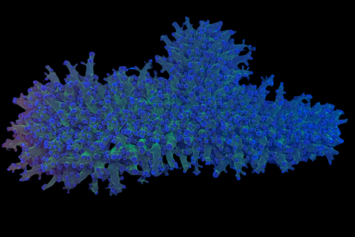 WYSIWYG Bicolor Frogspawn Wall Octospawn Live Coral – LPS Euphyllia ...