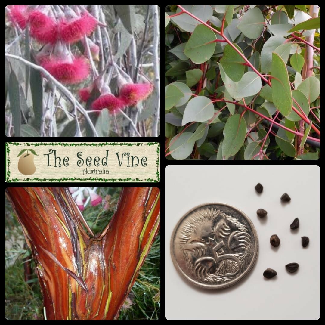 50+ SILVER PRINCESS TREE SEEDS (Eucalyptus caesia magna) Native Gum ...