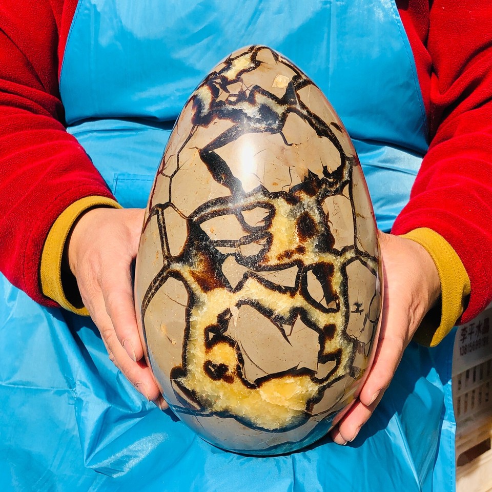 15.64LB Top Natural Dragon Septarian Crystal Geode Quartz Egg Mineral ...