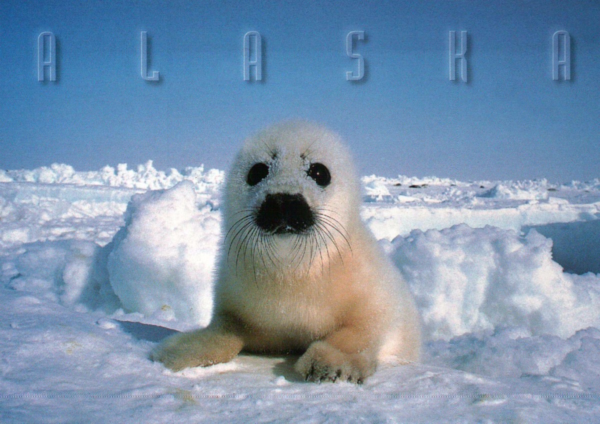 Wallpaper Arctic Seal
