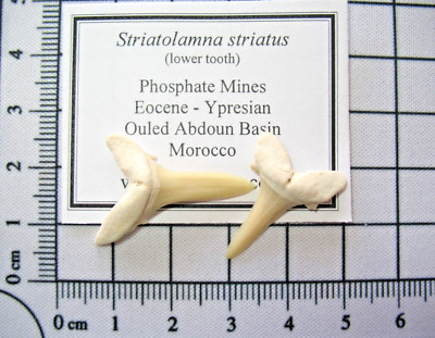 Eocene fossil shark fish tooth Morocco - Striatolamna striatus 1 per ...