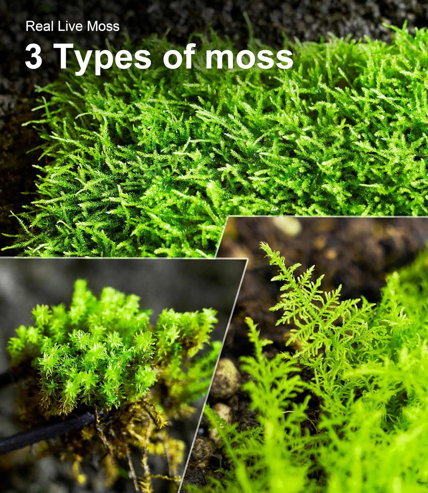 Live Moss Variety Pack – 3-Pack Mixed Mosses (Each 3.5" x 7") – Real Sheet Mo... | eBay