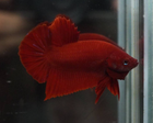 Breeding Pair of Betta Fish Super Red male and female Quality Grade ...