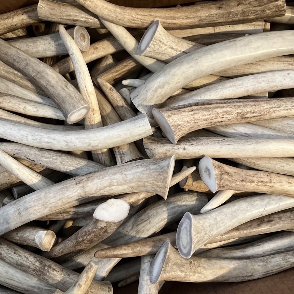 Whitetail Deer Antler Tines - (12) Pack 3” - 4” Pen Blanks - Tines ...