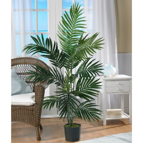 Kentia Palm Indoor