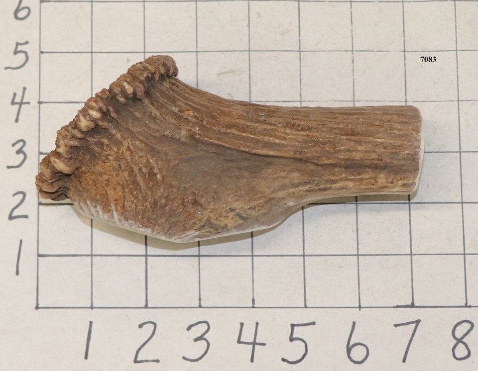 1 #1 Elk Antler Crown Bowie Knife Handle Crafts Dog Chew Treat | eBay