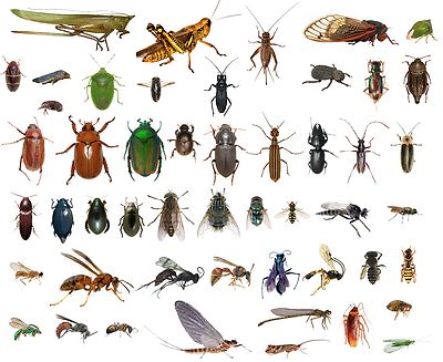 50 Dead Bugs Entomology Class Insect Bug Collection! IDENTIFIED! ALL ...