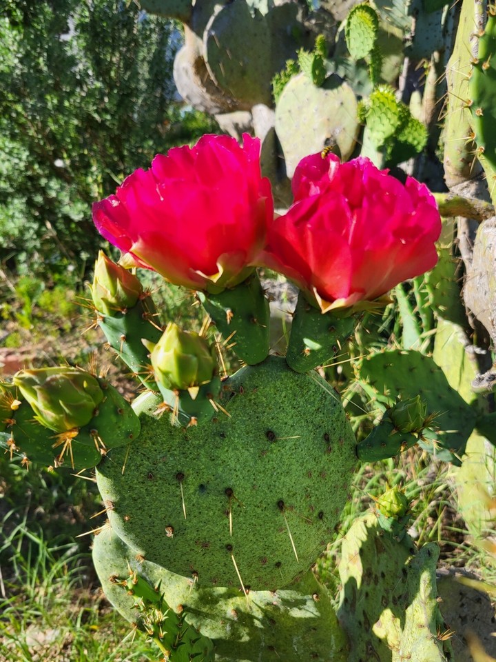 One Cutting PRICKLY PEAR CACTUS - OPUNTIA 'FRUIT PUNCH' VAR ALTA Bright ...