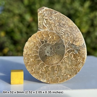 Cut & polished fossil ammonite single section fossils | eBay UK