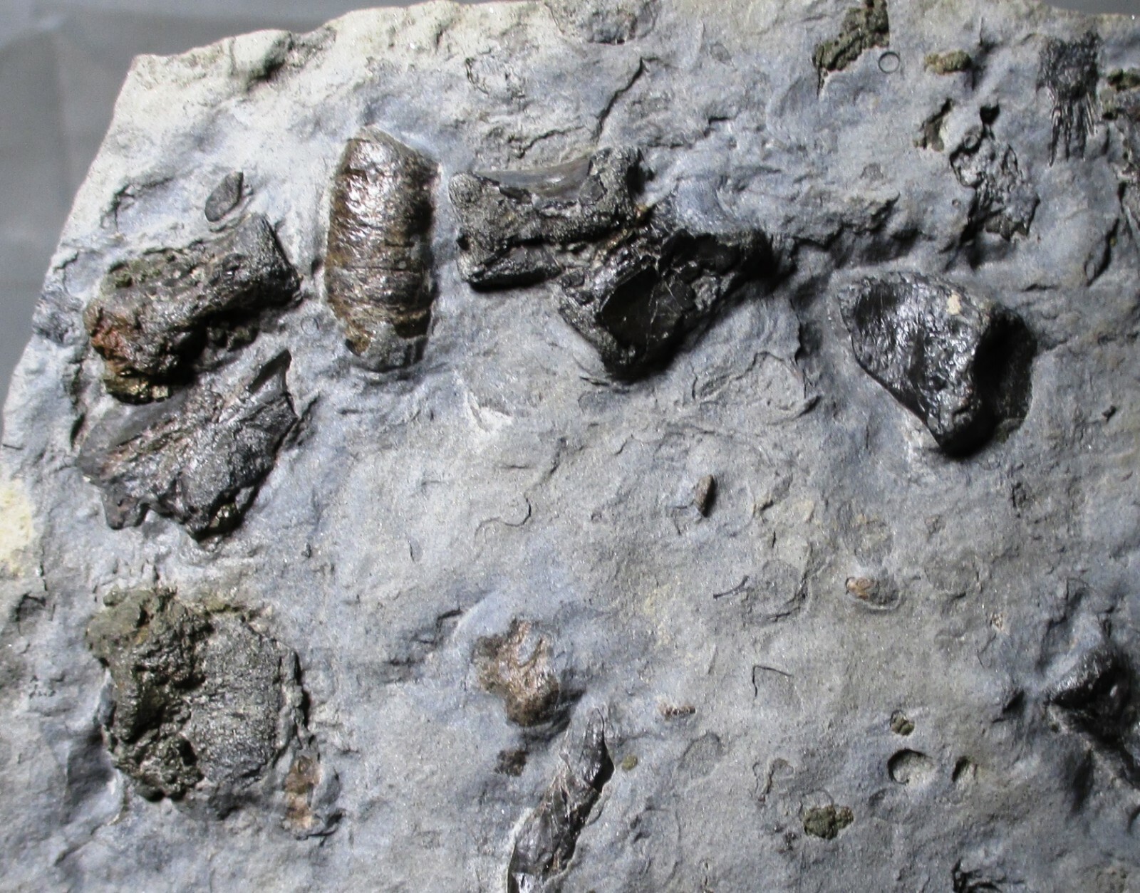 British Triassic reptile fossil vertebraes - Pachystropheus - Bristol ...