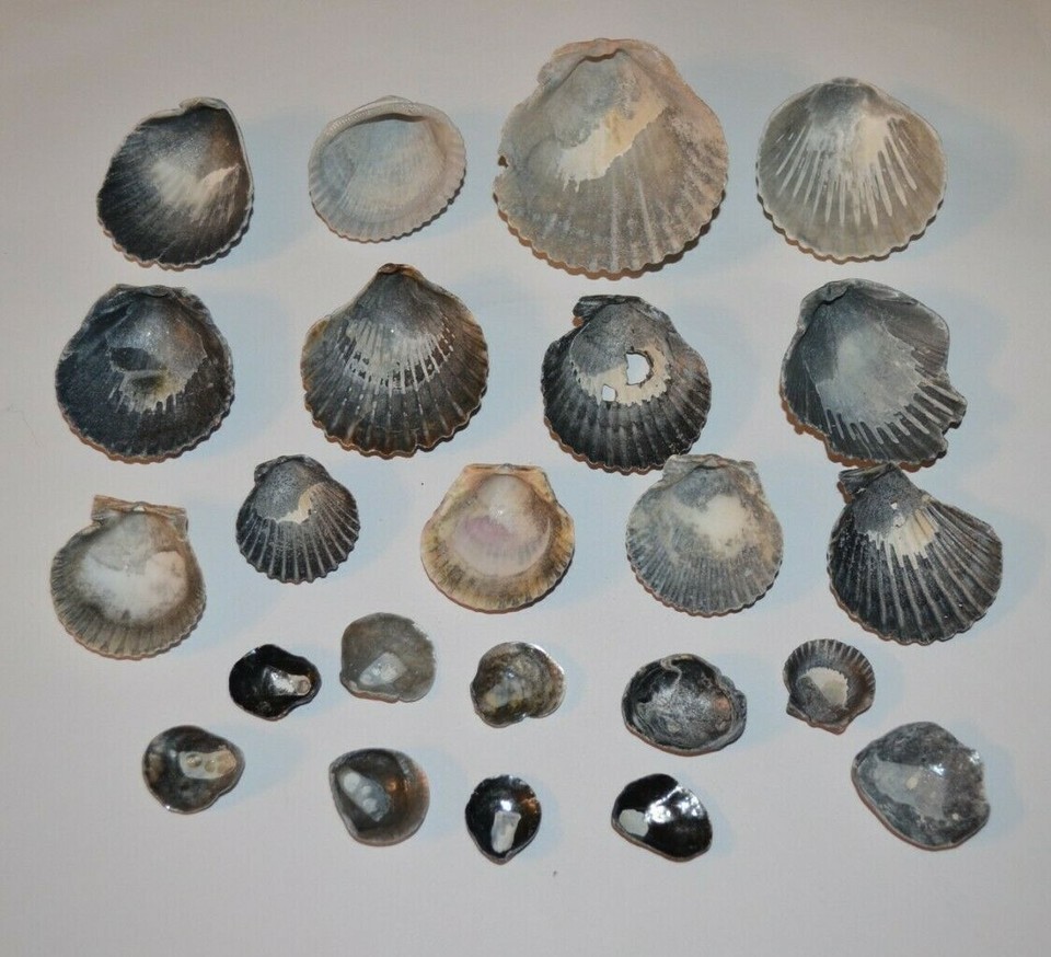 Black Grey Gray Dark Colored Sea Shells Florida Beach Seashells Arts ...