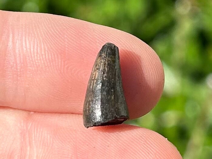Florida Fossil Gator Tooth Alligator 0.5” Pleistocene Age Reptile NICE ...