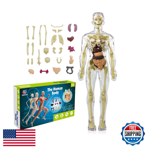 Human Anatomy Torso Model Kit 11.2in Transparent DIY Organ Interactive ...