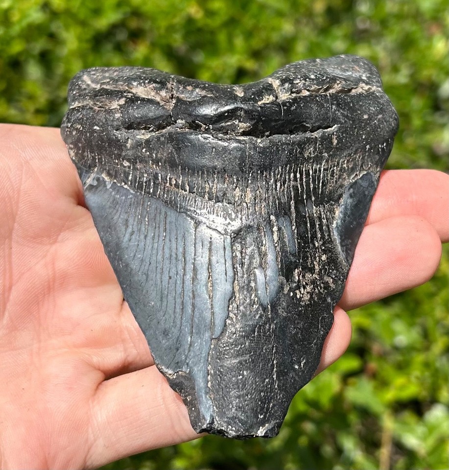 HUGE Megalodon Shark Tooth Fossil 3.8” Meg Meglodon South Carolina ...