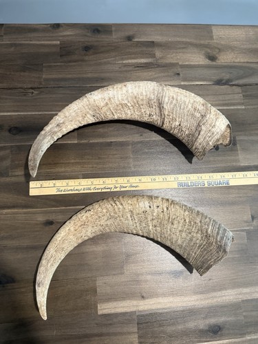VERY NICE LARGE SET BIGHORN SHEEP HORNS SHELLS | eBay