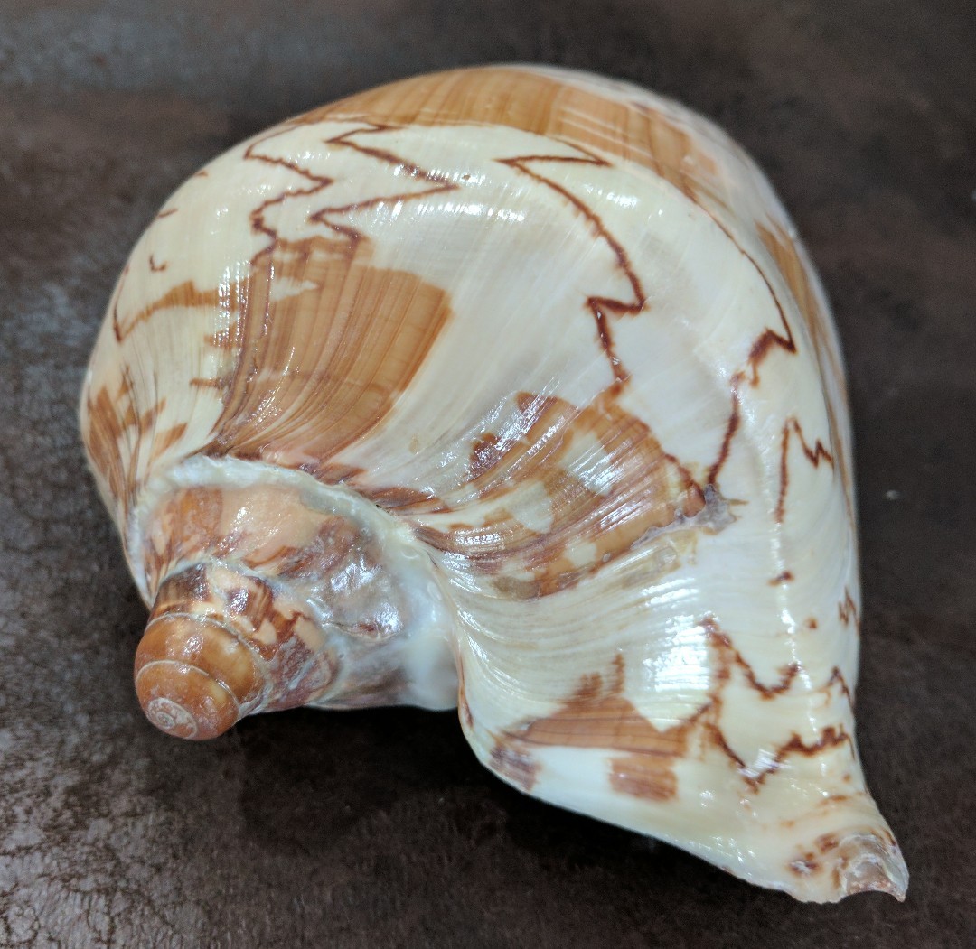 Noble volute shell LARGE RARE SHELL 7" (18-20cm) item Beach home decor ...