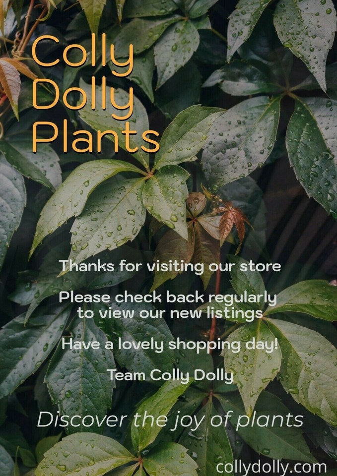 Caladium Established Variegated Aroid Indoor Outdoor Plant Corm | Colly ...