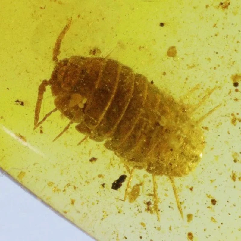 Burma's natural amber insect amber from the Cretaceous period Moth ...