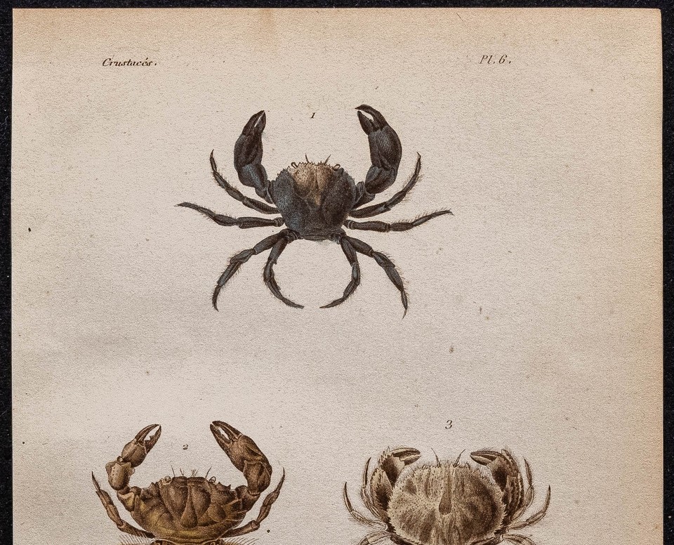 1850 - Crustaceans & Crabs Xantho - Antique Engraving In Colors ...