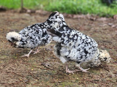 Houdan Mottled Hatching Eggs 6, bearded LF. Npip & Ai Clean | eBay