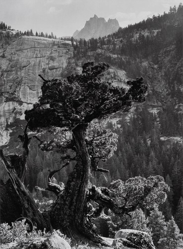 VTG Ansel Adams Yosemite Valley Juniper Tree Engraving Landscape 1936 ...