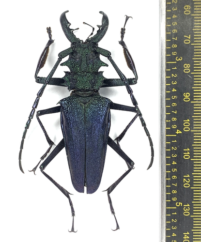 COLEOPTERA/CERAMBYCIDAE/Psalidognathus sp? BLUE AND GREEN! 63mm N°7 ...