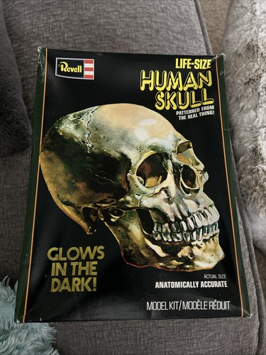 Human Skull | eBay