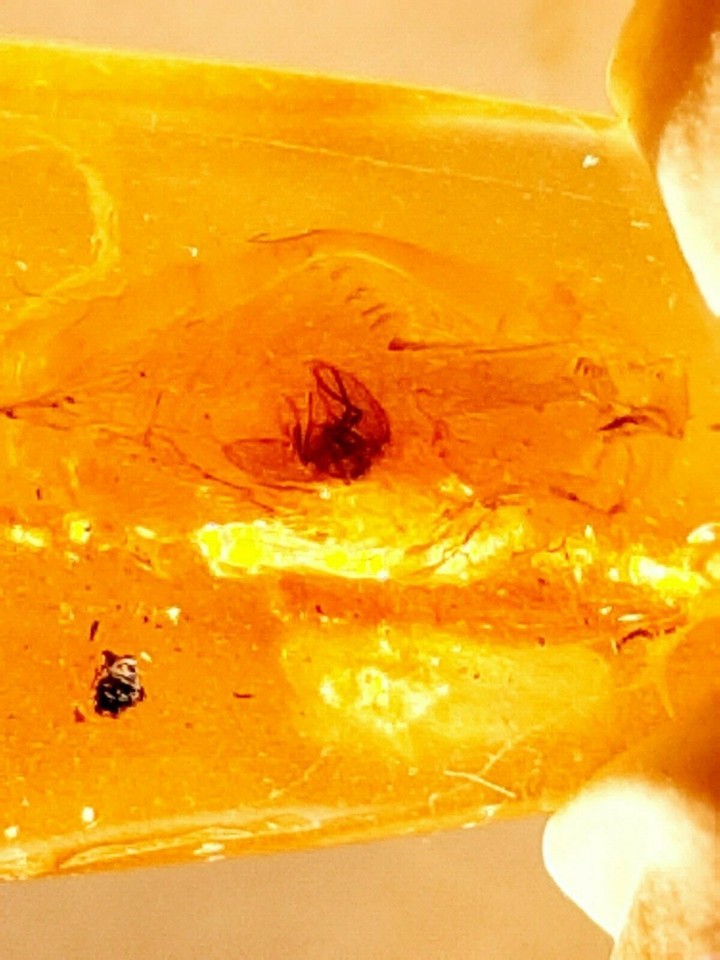 Baltic Amber Amber stone with 1 insect inclusion Inclusion bernstein 2. ...
