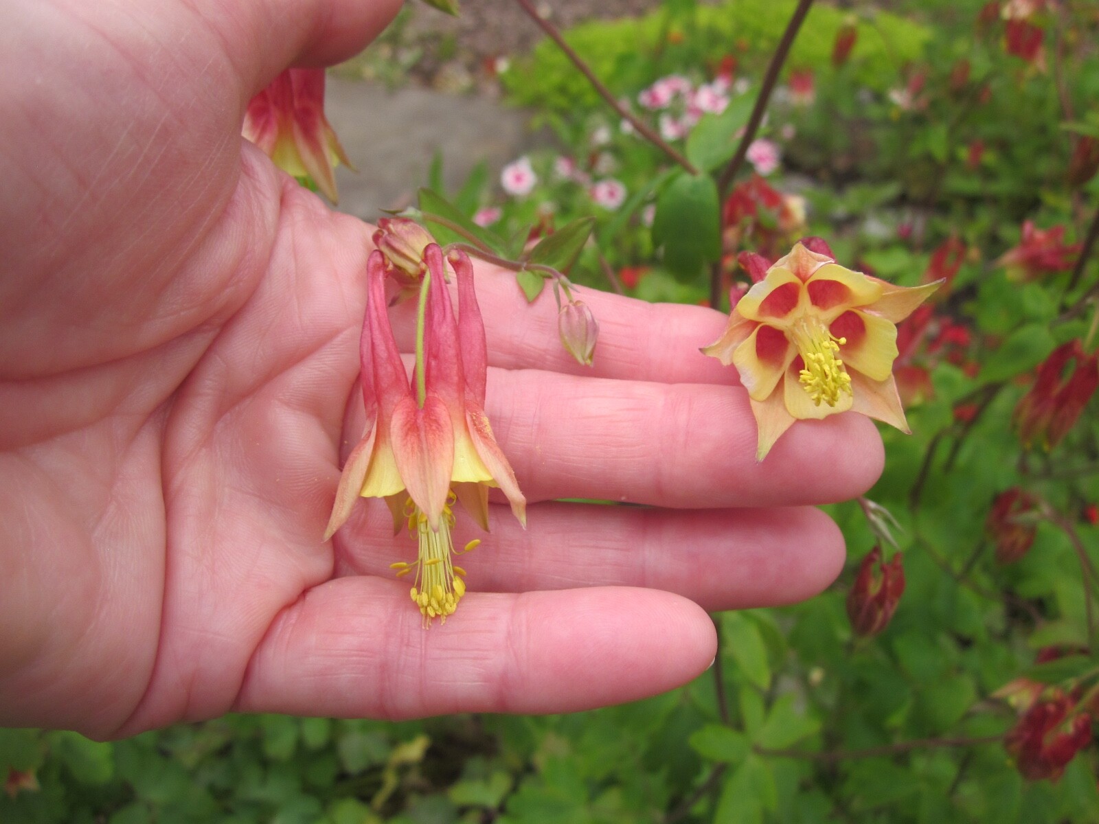 200+ Wild Native Eastern Red Columbine Seeds - Aquilegia - New 2024 ...