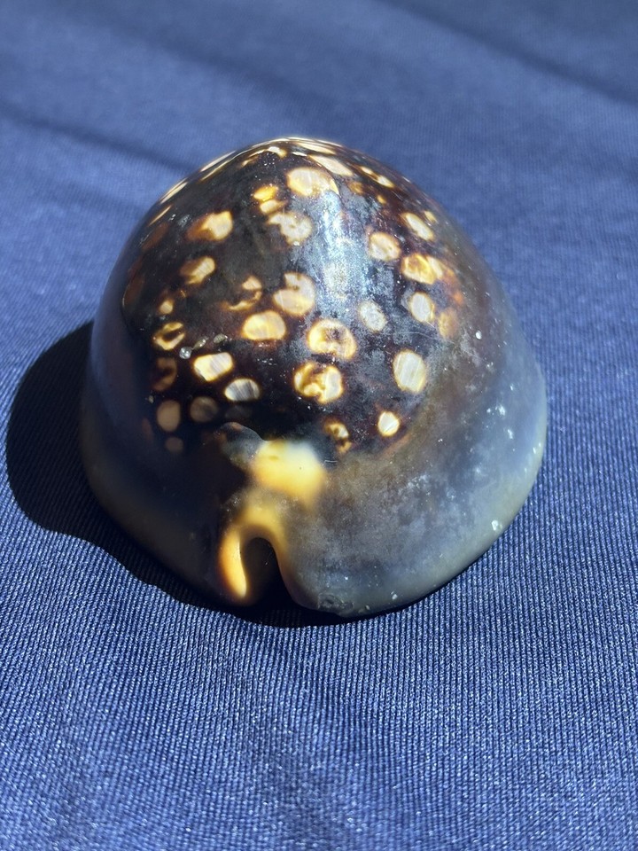 Beautiful Rare Large Cypraea Mauritiana Hawaiian Humpback Cowrie Shell ...