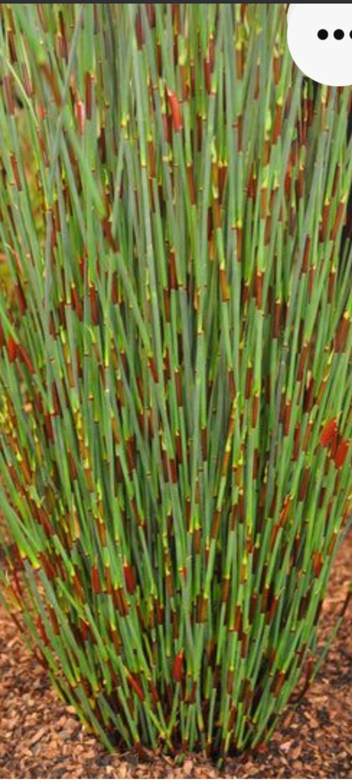 Small Cape Rush Grass - Elegia Tectorum - - Rare - 50 Seeds | eBay