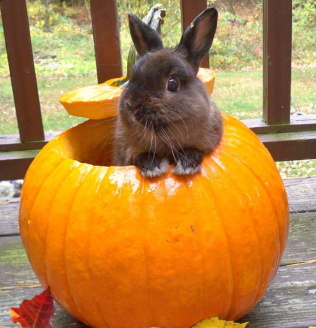 Pumpkin Cherokee Bush Vegetable Seeds Burpee 4g 11/21 for sale online ...