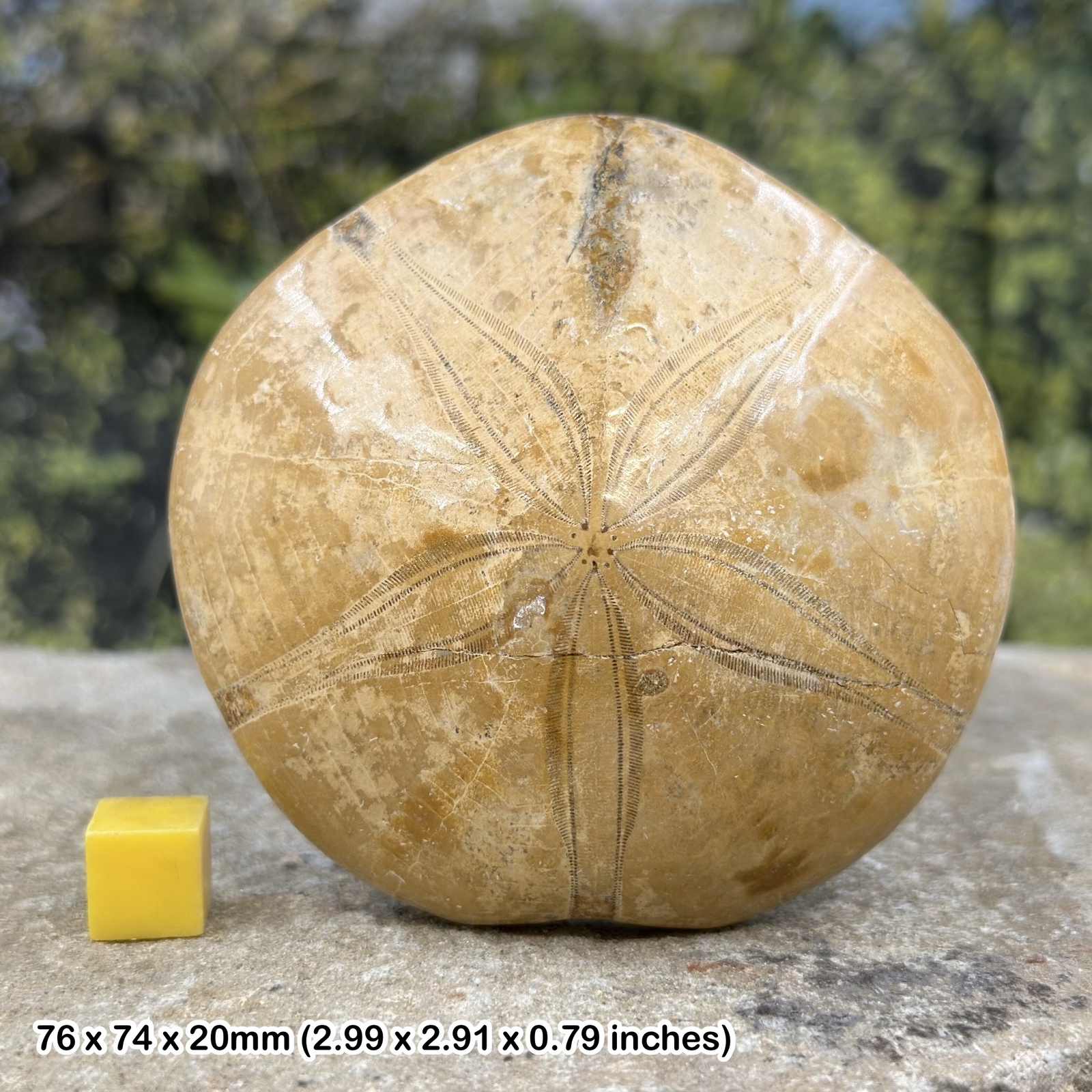 Pygurus Urchin Fossil Madagascar Jurassic Genuine Specimen | eBay