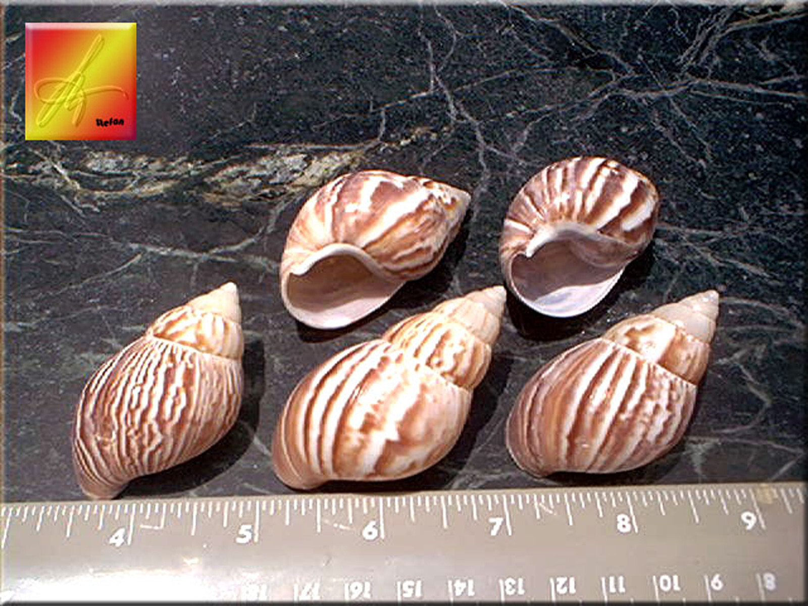 12 XLarge Japanese Land Snail Shells (3-4") Beach Crafts Nautical ...