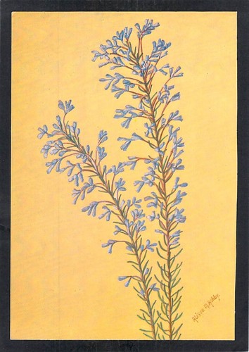 D7601 Australia WA Wildflower Alison Ashby Artist postcard | eBay