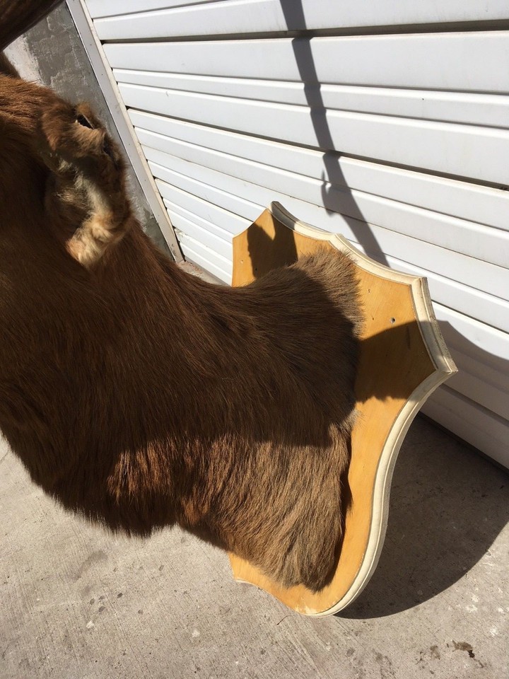 Vintage 80" x 48" 7 x 7 Point Elk Head Shoulder Mount Taxidermy Hunting ...