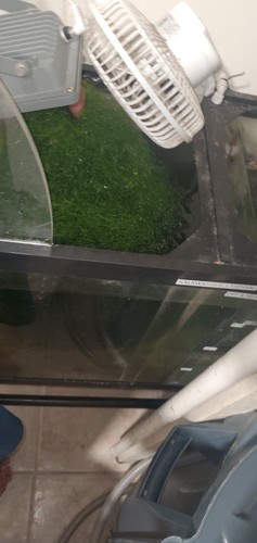 1 cup of live, clean, Chaetomorpha Macro Algae Chaeto NO PESTS text 734 ...