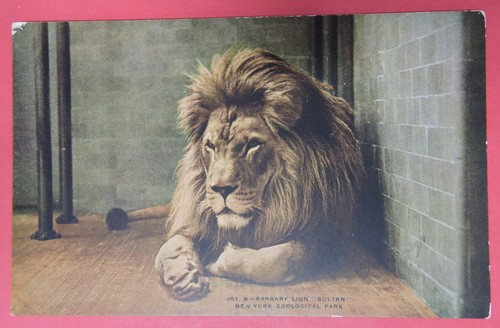 VTG POSTCARD-B BARBARY LION "SULTAN"-NEW YORK ZOOLOGICAL PARK | eBay