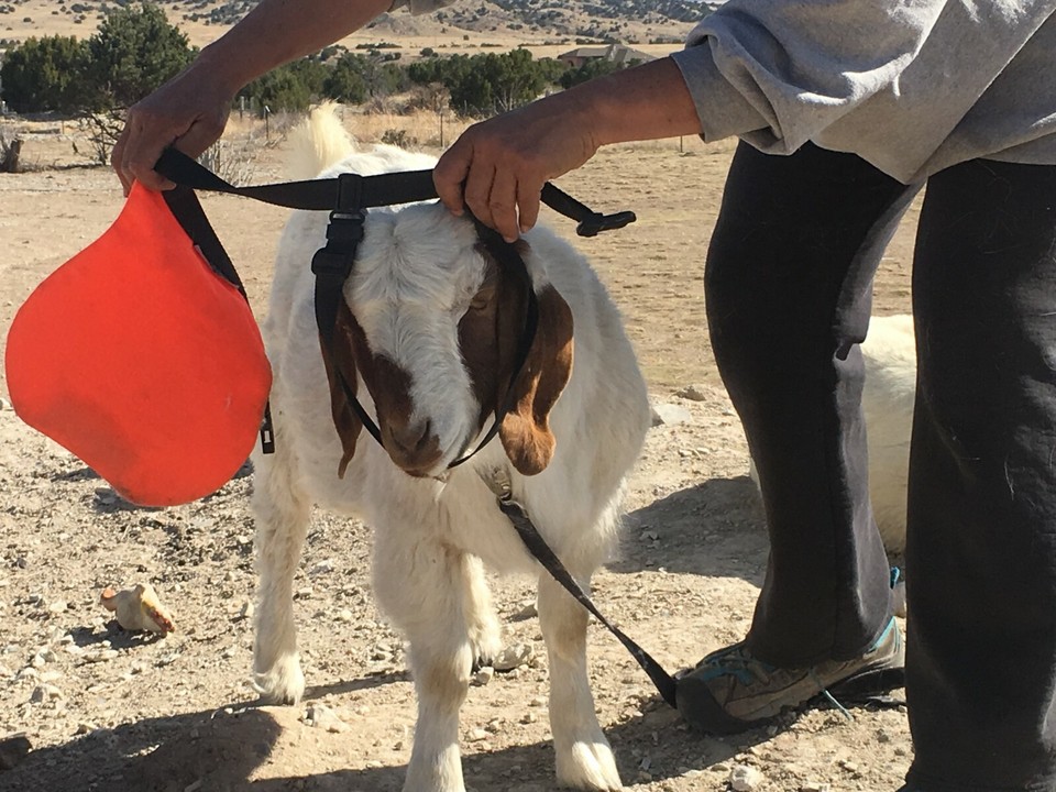 BACCHUS JOHNSON SHIELD Buck Anti Mating Anti Breeding Apron for Goats ...