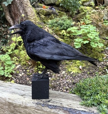 🎃 Taxidermy Halloween XL CROW Not raven man cave gothic skull curiosity ...