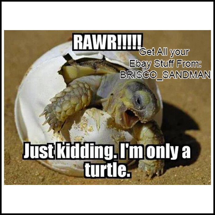Turtle Funny Meme